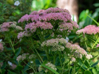 5 plants that actually thrive during fall | Livingetc