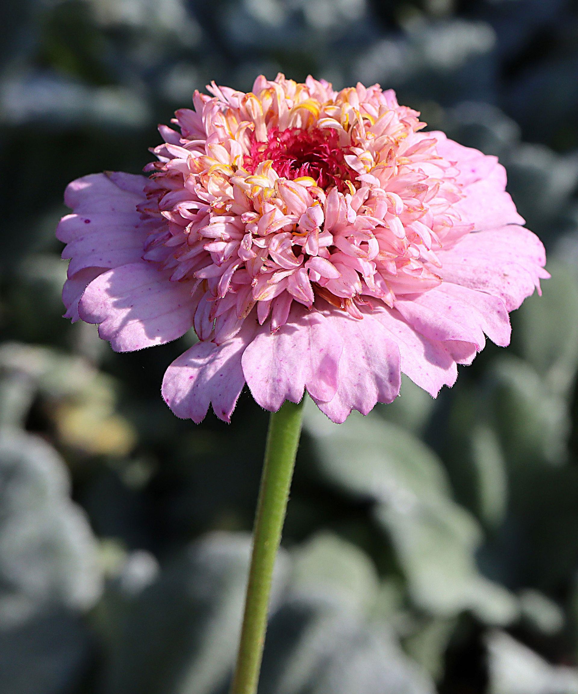 Types of zinnia: 16 uplifting varieties to grow on your plot | Gardeningetc