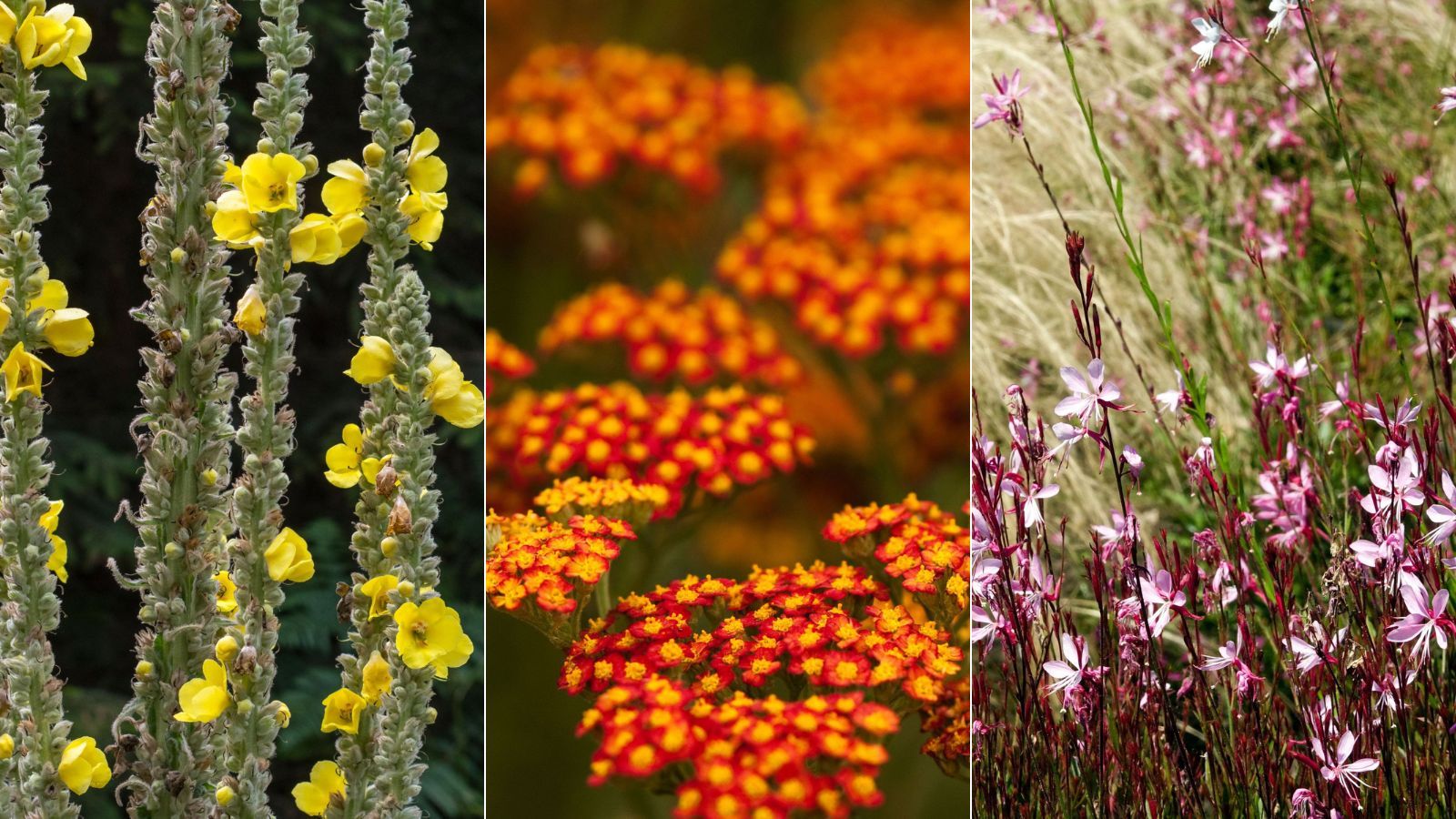 Best drought-tolerant flowering perennials: 12 beautiful blooms