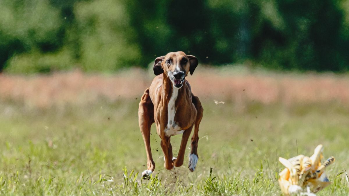 21 best dog breeds for hot weather that cope well | PetsRadar
