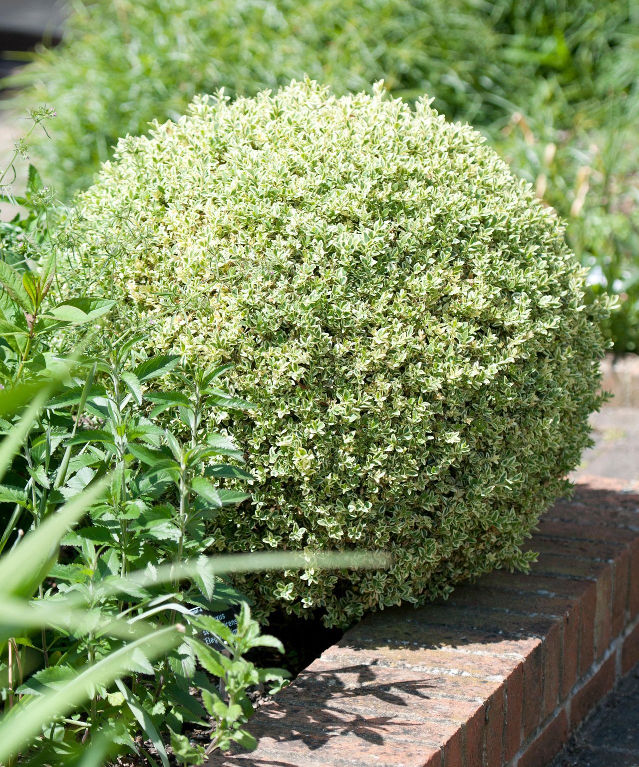 Boxwood care: a guide to growing these evergreen shrubs | Gardeningetc
