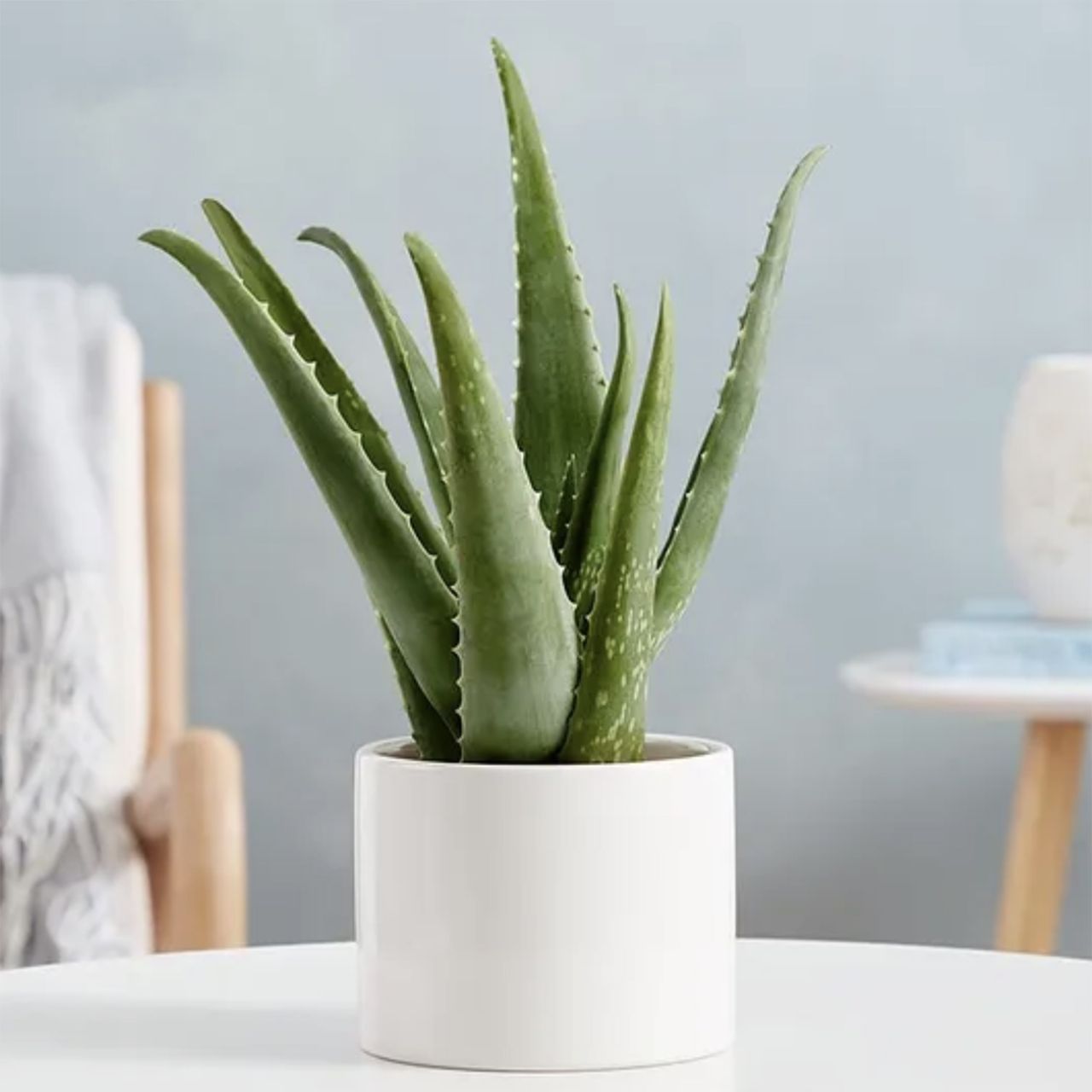 How to repot aloe: expert tips to avoid transplant shock | Homes and ...