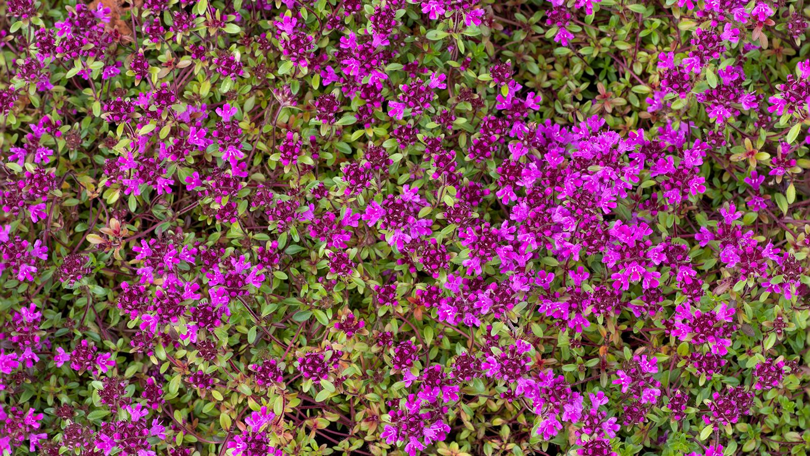 Thym rouge rampant — les experts en jardinage partagent la vérité sur ...