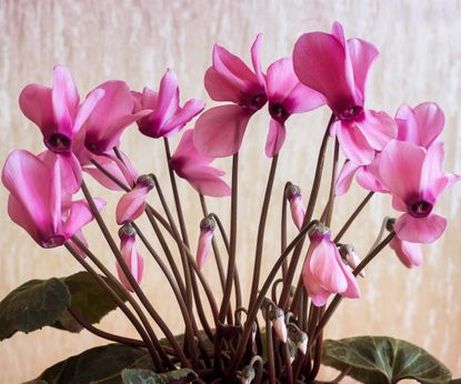 How to grow indoor cyclamen: for months of bright blooms | Homes and ...