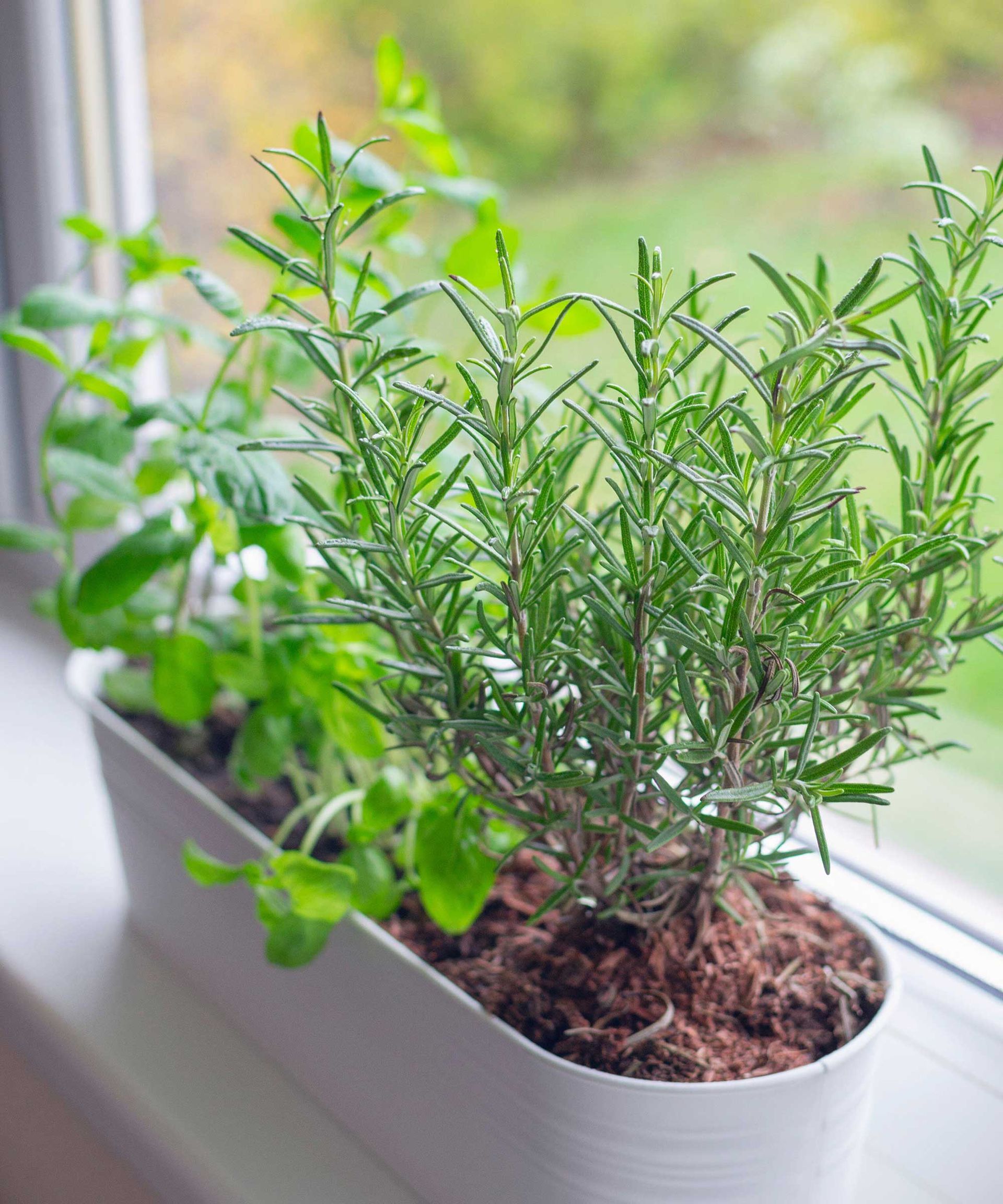 How to grow rosemary indoors: expert tips for happy herbs | Homes and ...