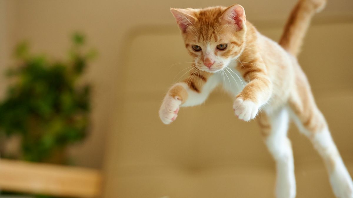 10 weird cat behaviors explained by an expert | PetsRadar