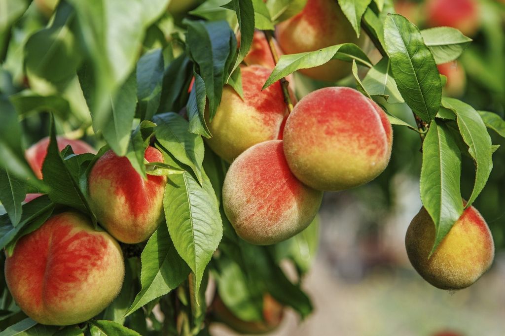 Zone 4 Peach Tree Varieties - Tips On Growing Peach Trees In Zone 4 ...