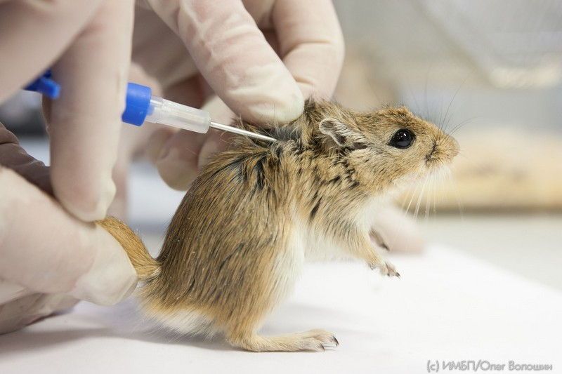 Animals in Space: Russia's Bion-M1 Space Capsule Carries Cosmic Zoo ...