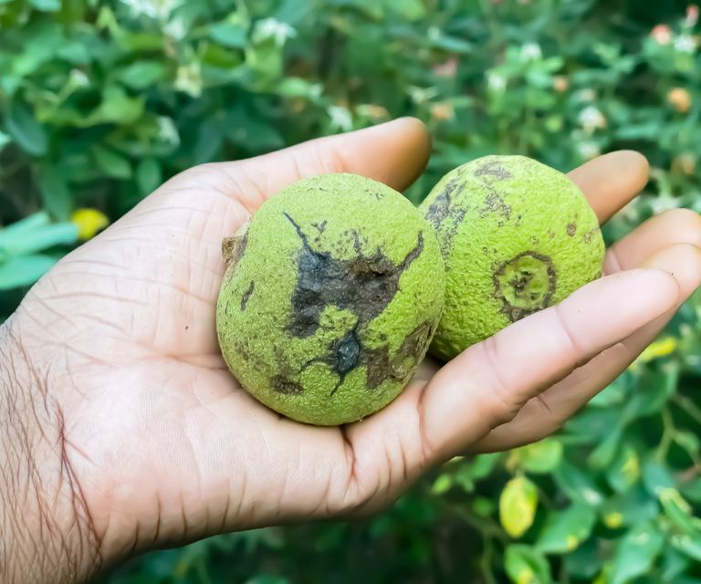 How to harvest black walnuts: tips to pick and crack nuts | Homes and ...