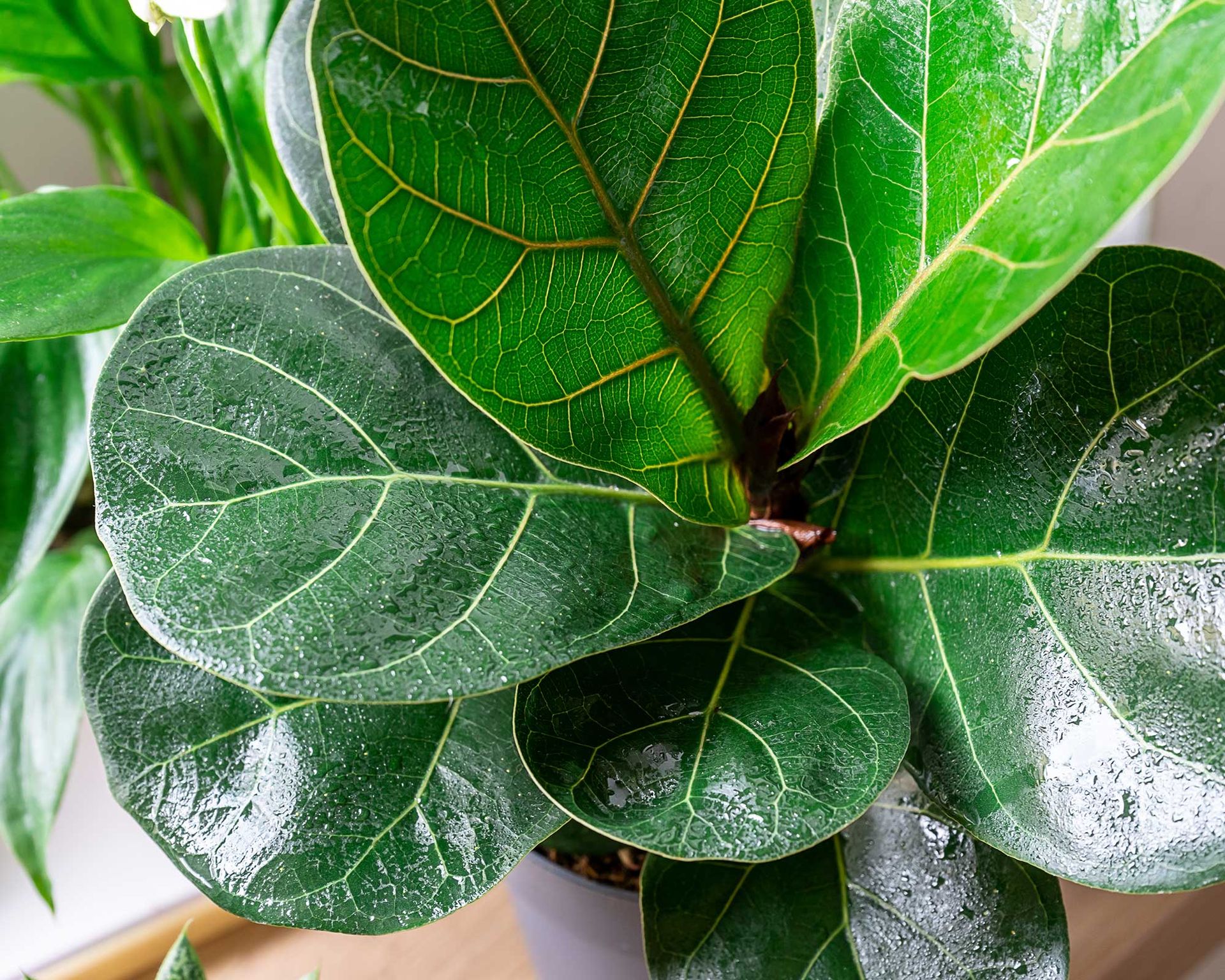 How to care for a fiddle leaf fig — 8 expert tips | Real Homes