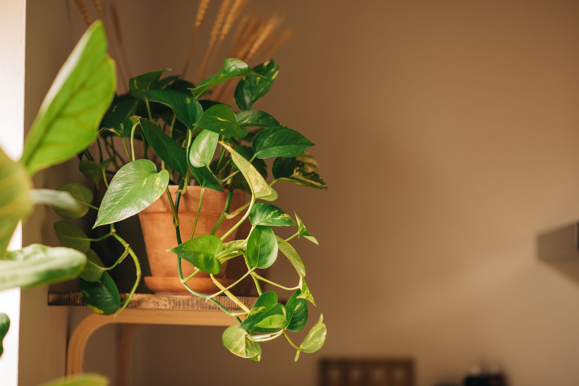 How Often Should I Water a Pothos? Expert Share Their Advice | Livingetc