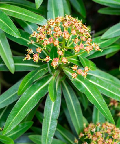 Jungle plants: 16 options for lush and leafy borders | Gardeningetc