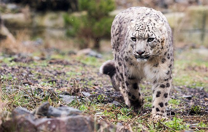 Stanley Johnson: In search of the snow leopard | Country Life