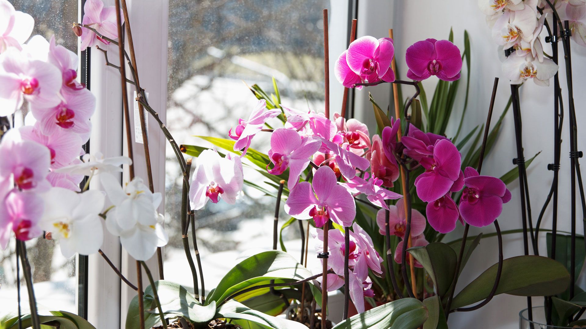 How to care for orchids indoors with our beginner's guide | Woman & Home