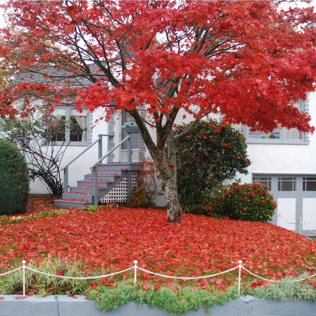 5 Front Yard Trees To Boost Your Curb Appeal All Year Long | Gardening ...