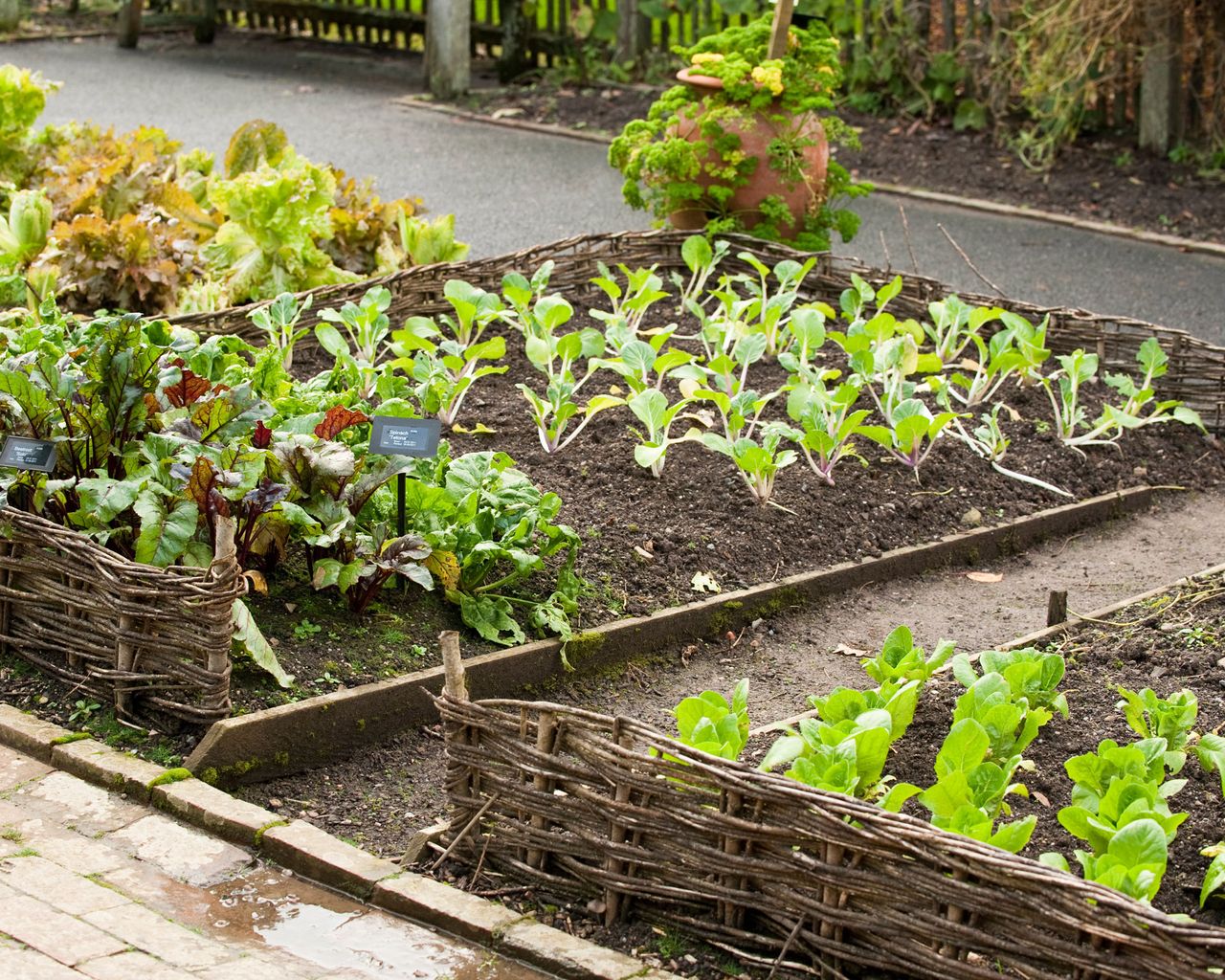 How to grow pak choi: expert planting, growing and care tips | Gardeningetc
