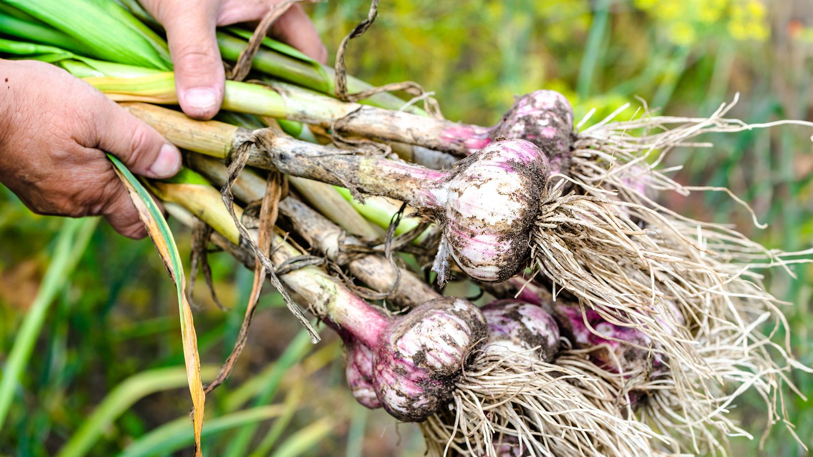 Garlic Fertilizer Guide | Best Fertilizer, Schedule & Tips | Gardening ...