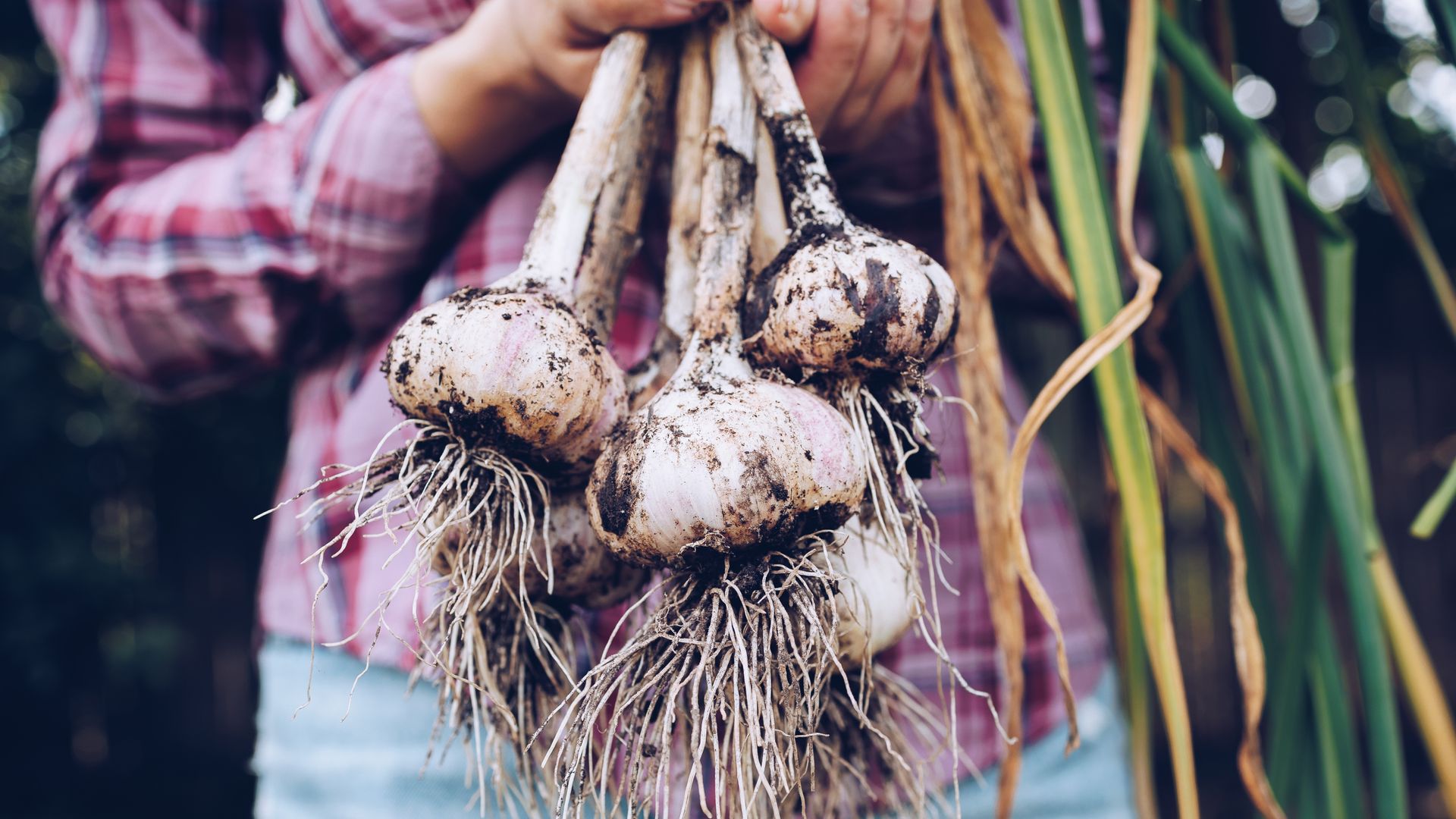 How to grow garlic in 6 simple steps | Tom's Guide