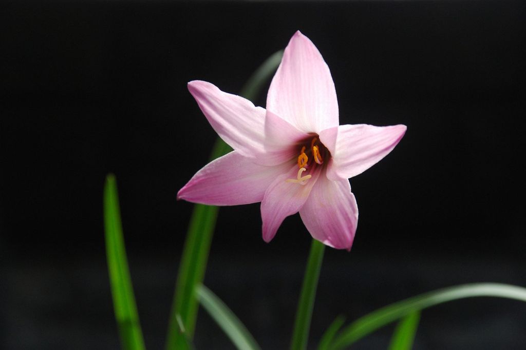 Care Of Rain Lily Bulbs - How To Grow Rain Lilies | Gardening Know How