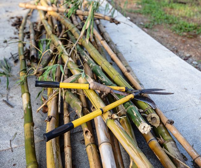 How to kill bamboo and stop it from spreading | Homebuilding
