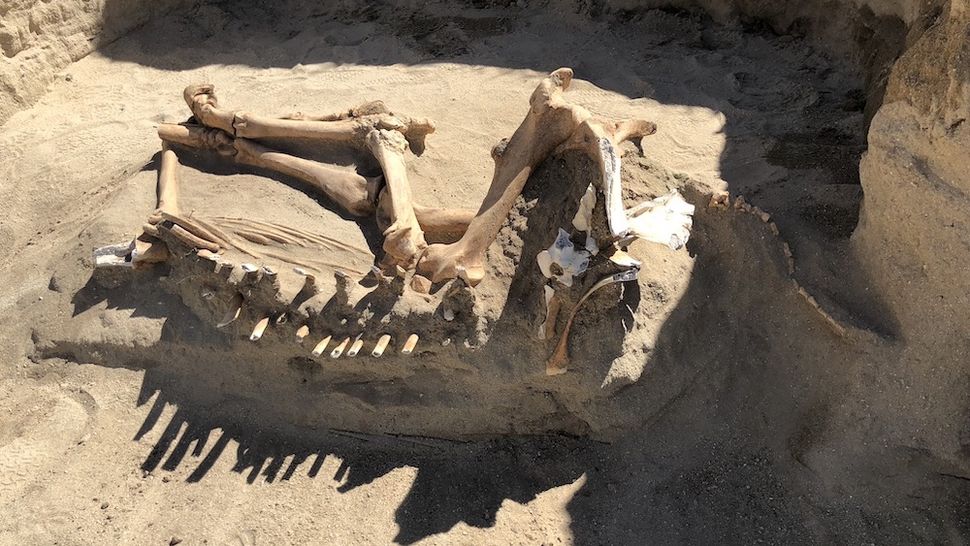 'Ice age' horse skeleton found in Utah backyard isn't what we thought ...