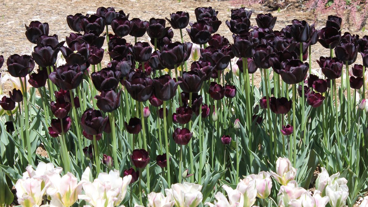Grow These Types Of Black Flowers For A Moody Spring Garden | Gardening ...