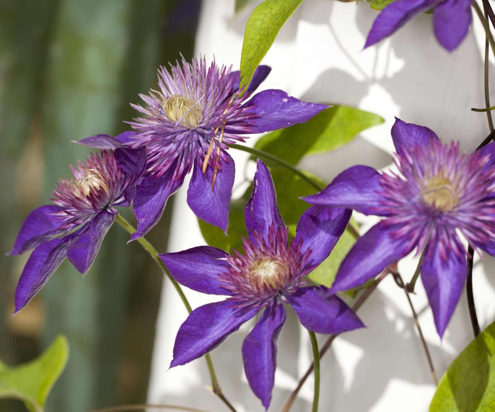 Clematis Care: How To Grow Clematis | Gardening Know How
