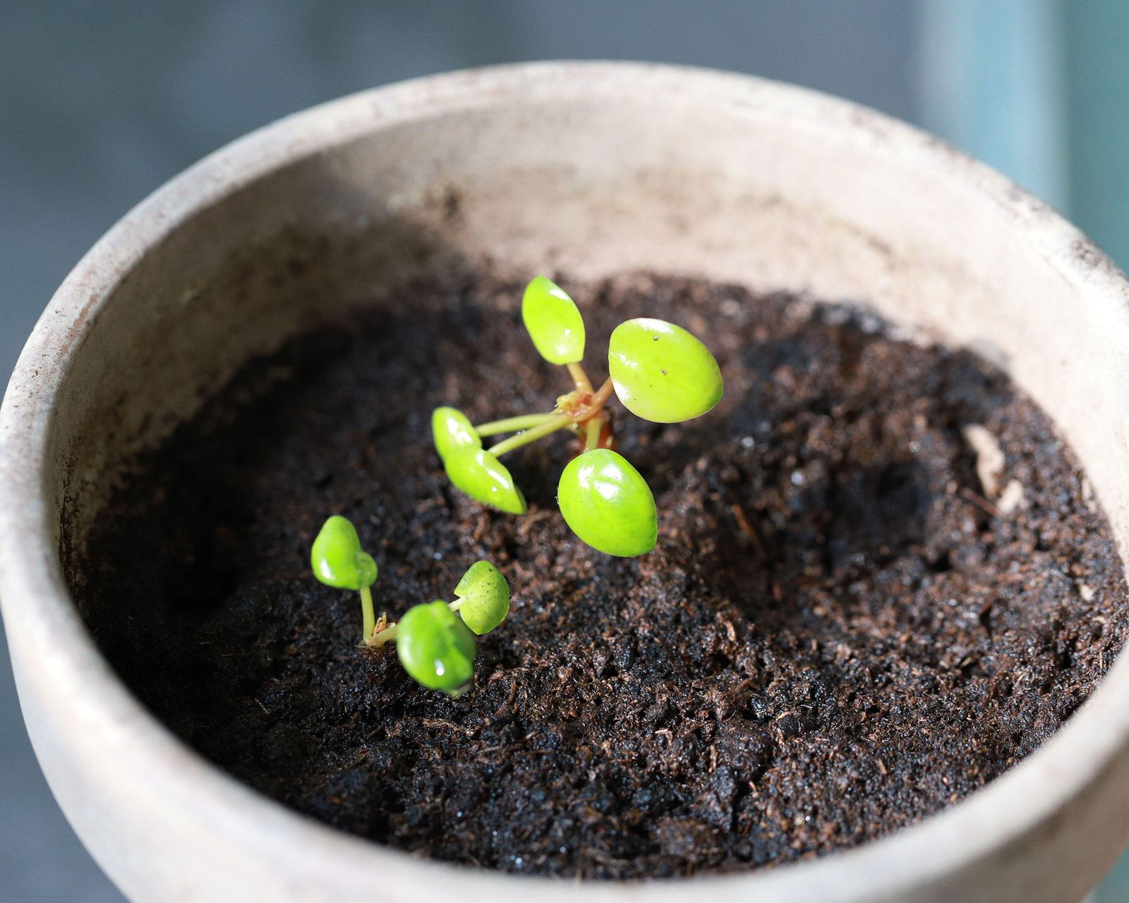 Chinese money plant propagation: how to multiply your plants | Gardeningetc