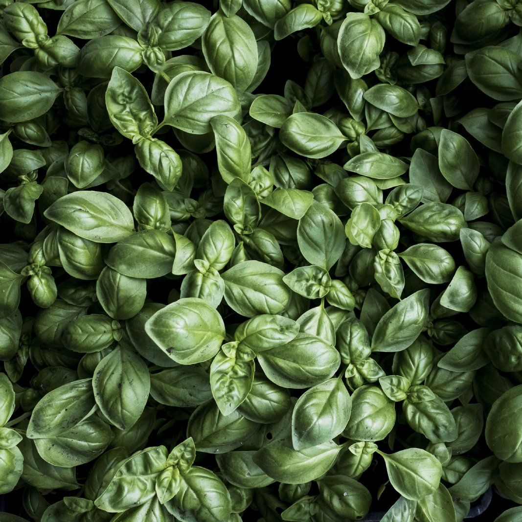 The Ultimate Guide To Growing Basil | Gardening Know How