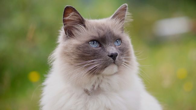 32 low energy cat breeds for owners who just want to chill | PetsRadar