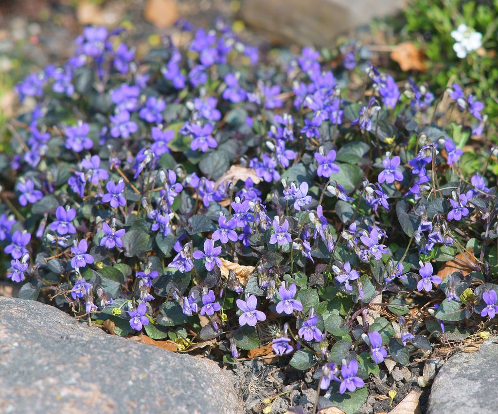 Best pet-friendly ground cover plants: 5 non-toxic plants | Homes and ...