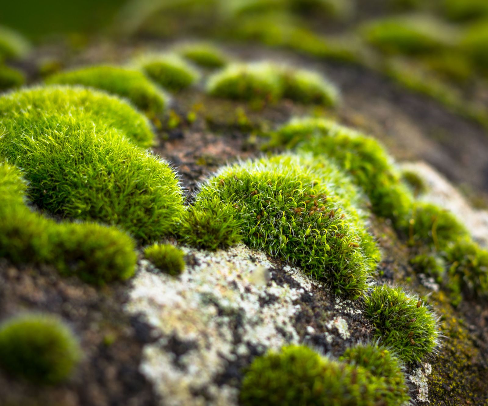 How to landscape with moss in your yard: 5 inspiring ideas | Homes and ...