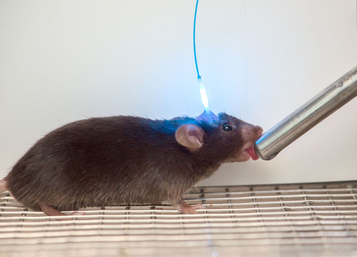 How Does the Body Know When to Stop Drinking Water? | Live Science