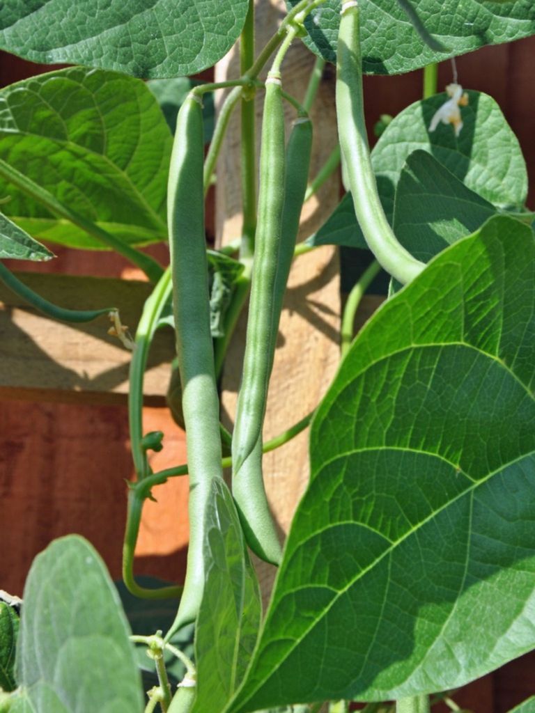 What Are Blue Lake Beans: How To Grow Heirloom Blue Lake Beans ...
