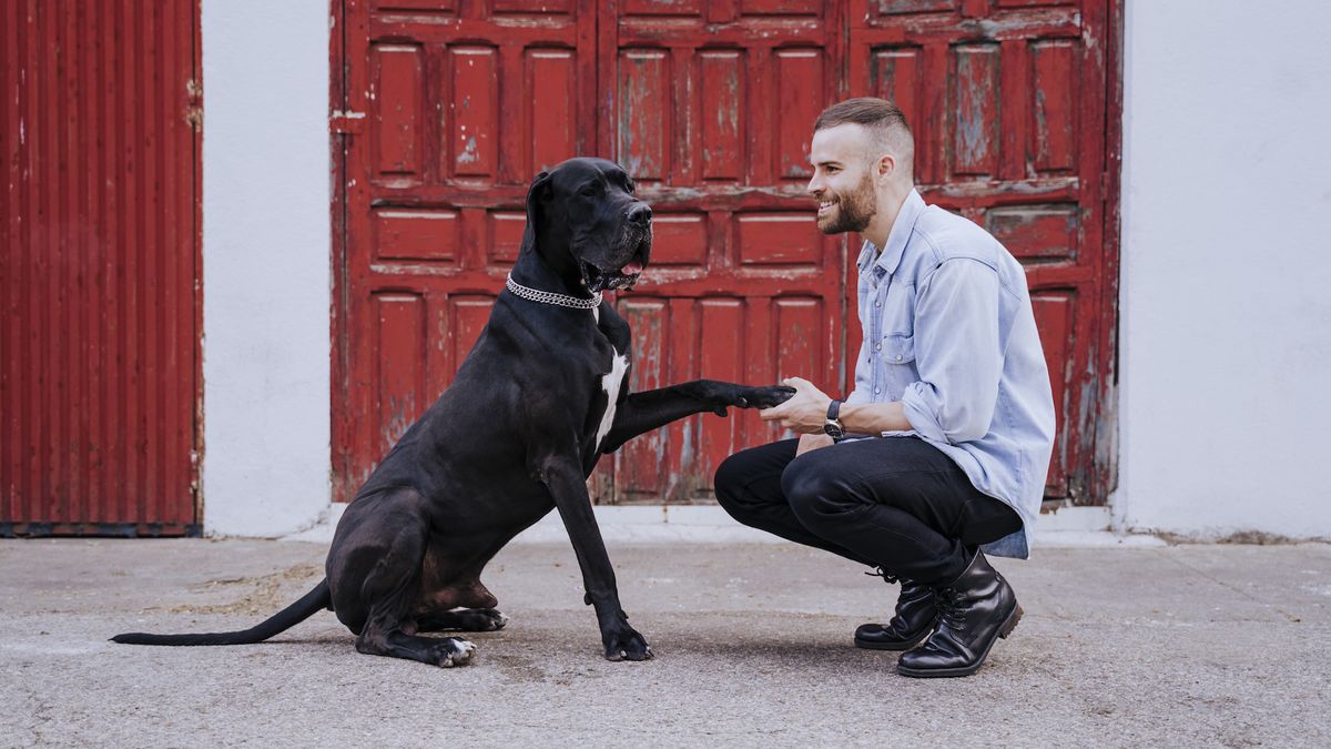 First time dog owner tips: everything you need to know | PetsRadar