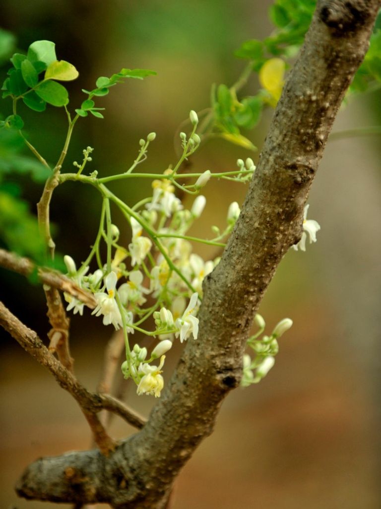 Moringa Miracle Tree: Growing Moringa Trees For Life | Gardening Know How