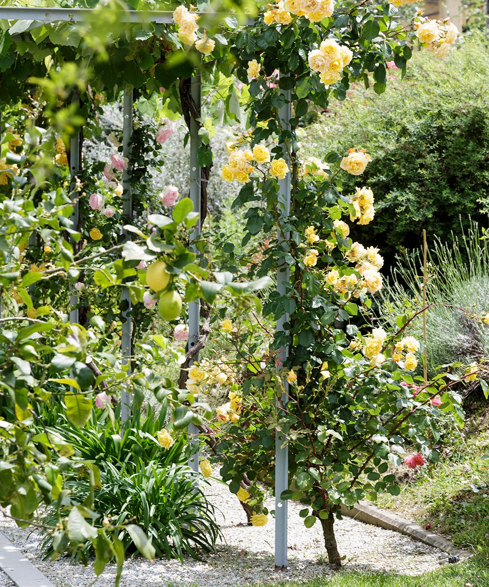 How to design a fragrant garden: 10 beautiful aromatic ideas | Homes ...