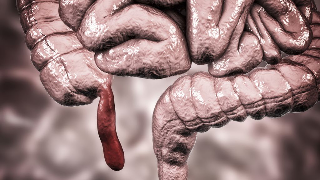 What if humans didn't have an appendix? | Live Science