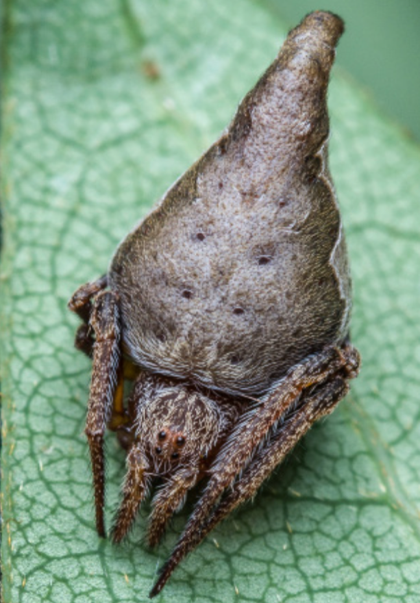 Hat-Shaped Spider Named for Magical Character in 'Harry Potter' | Live ...