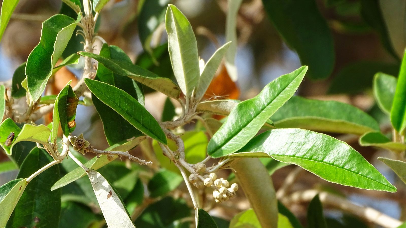 Chebe, an African Plant, Is the Secret to Perfect Curls | Marie Claire