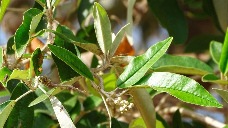 Chebe, an African Plant, Is the Secret to Perfect Curls | Marie Claire