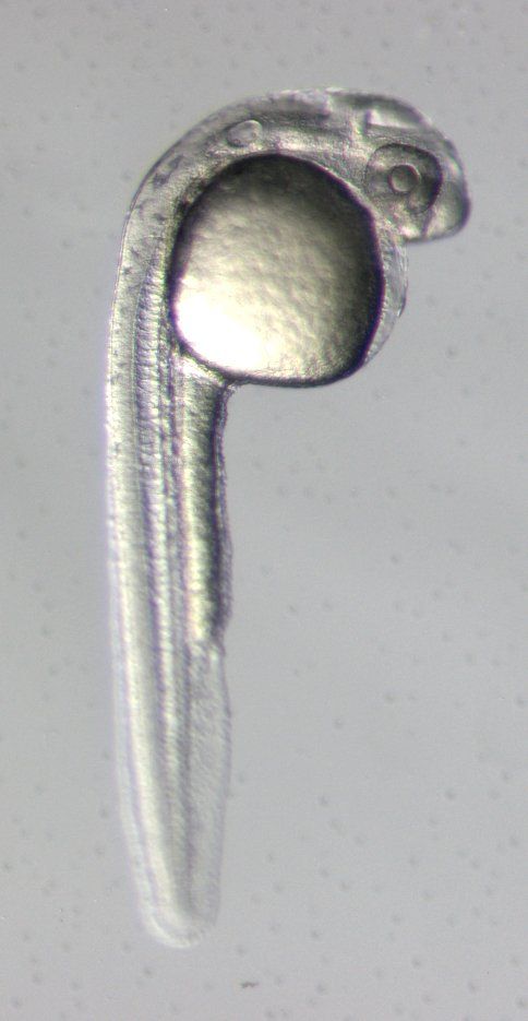 Fishing for Complements: Zebrafish as a Model Organism | Live Science