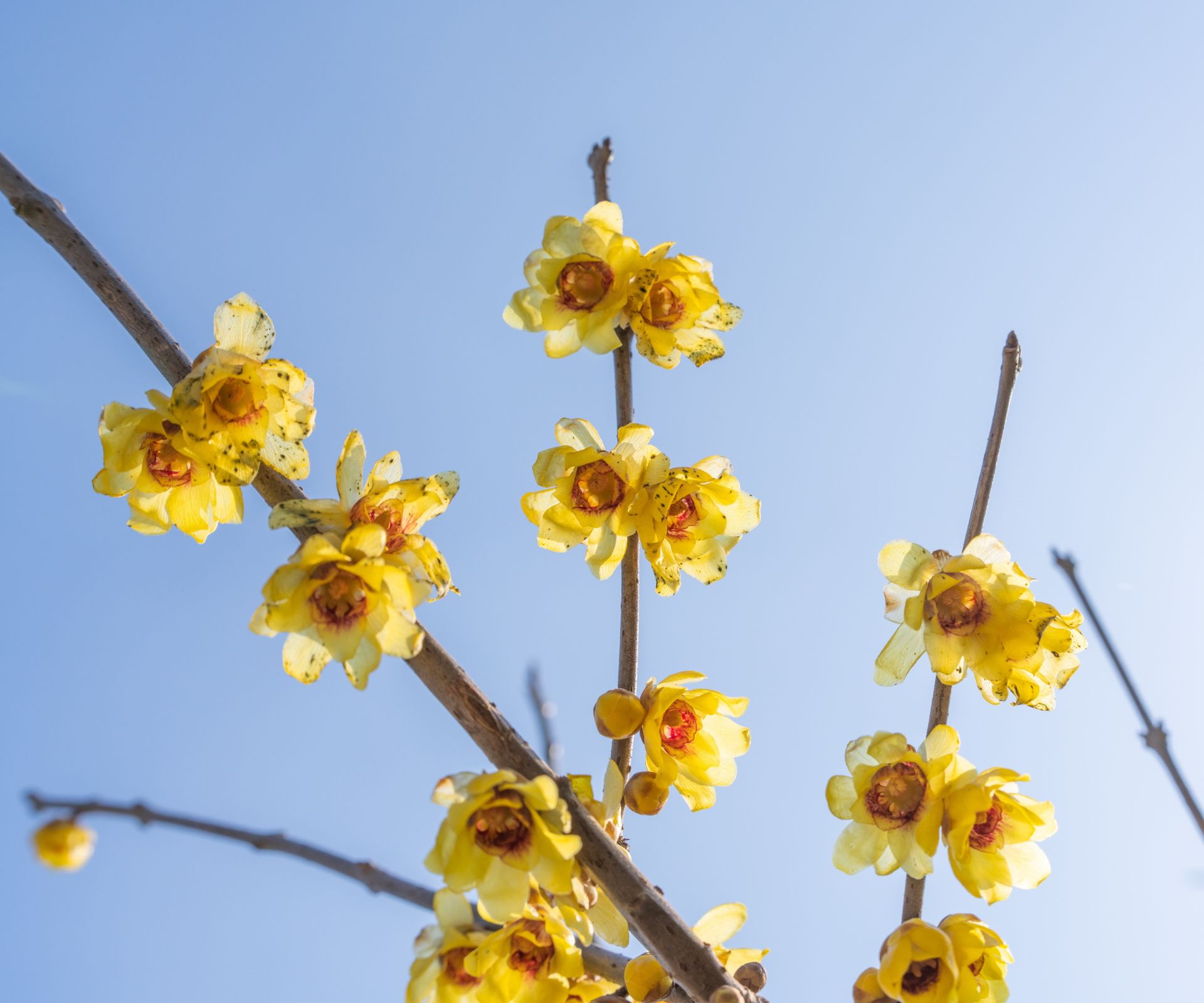 How to grow wintersweet: advice from the experts | Homes and Gardens