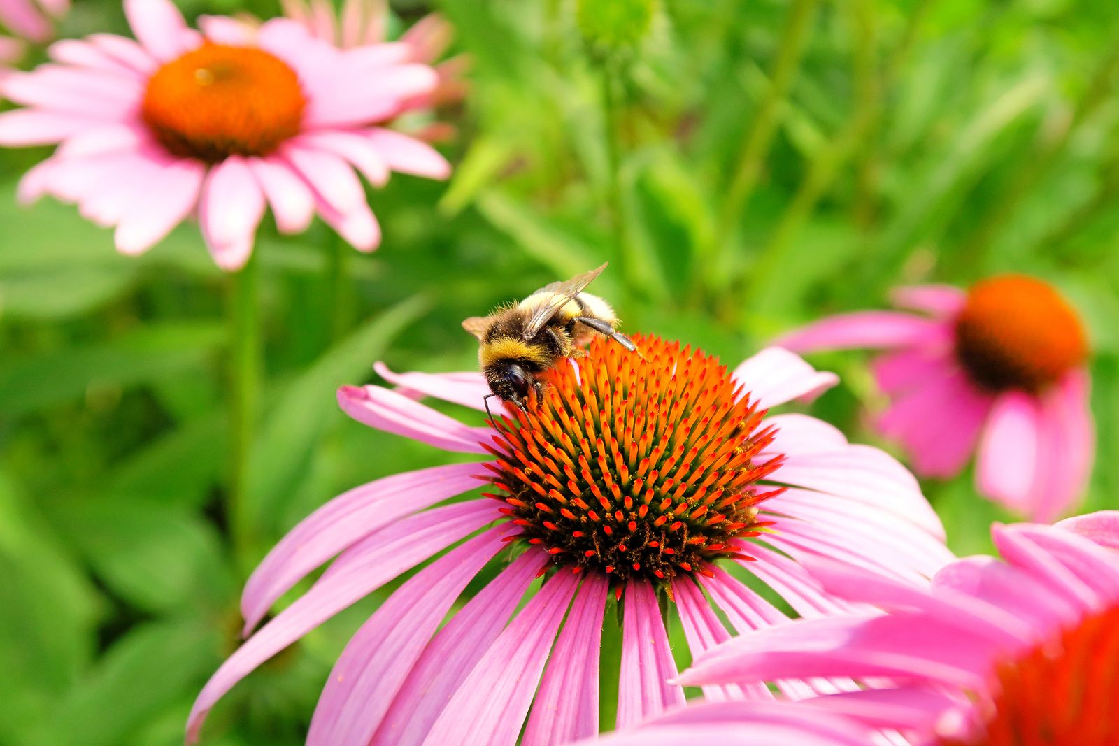 Flowers that attract bees: 12 flowers that benefit bees | Homes & Gardens