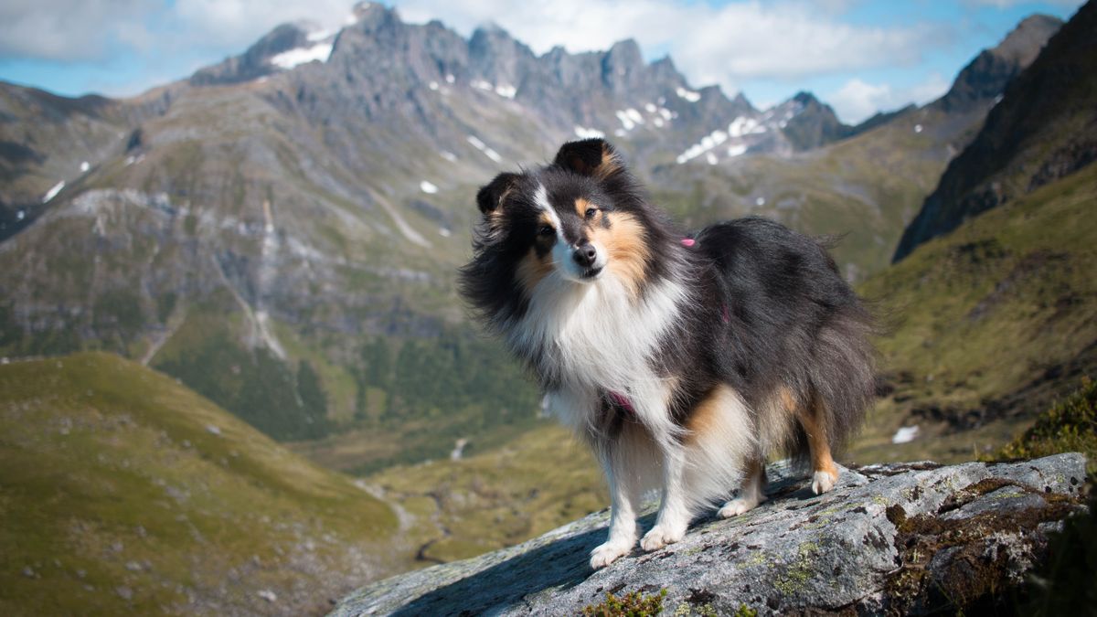 Seven small Scottish dog breeds | PetsRadar