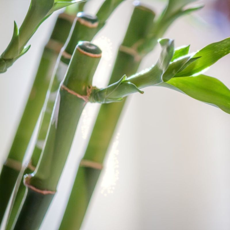 Lucky Bamboo Care: Growing Lucky Bamboo Indoors | Gardening Know How