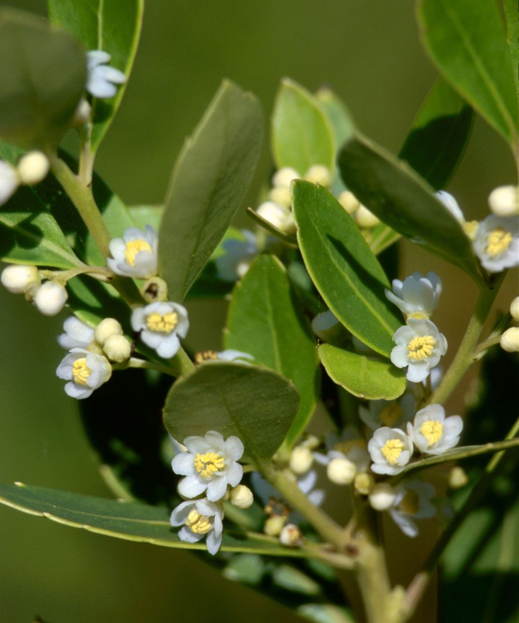 Best shrubs for privacy: the top 10 varieties for your yard | Homes and ...