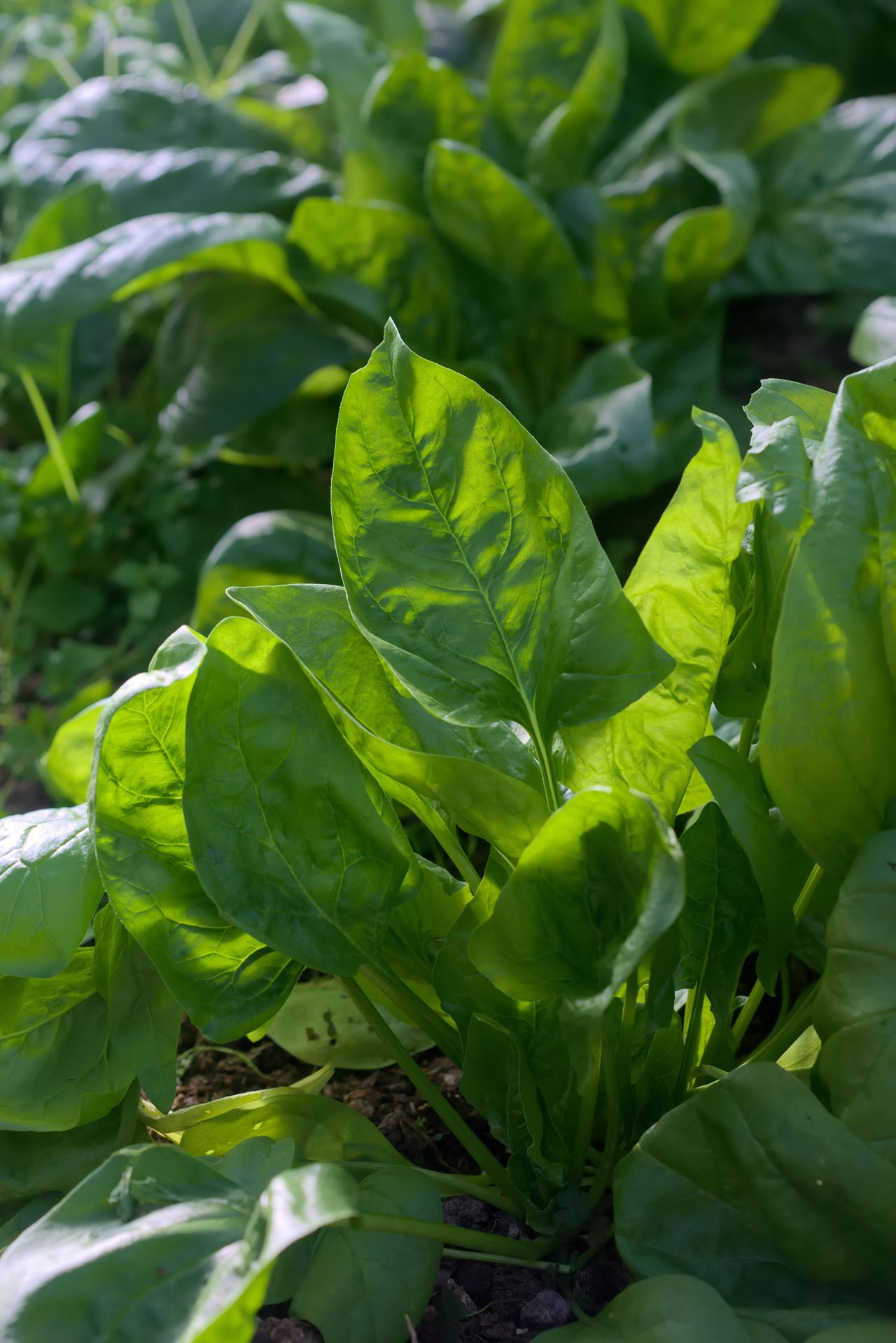 How to grow spinach: your go-to growing guide | Gardeningetc