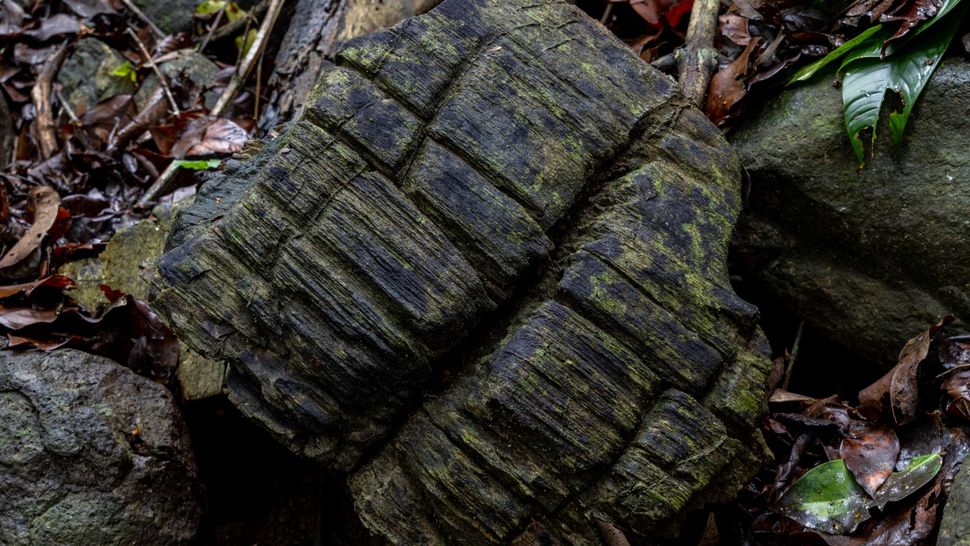 23 million-year-old petrified mangrove forest discovered hiding in ...