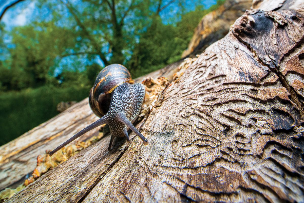 Home photography ideas: Magic macro shots with wide angles and lighting ...